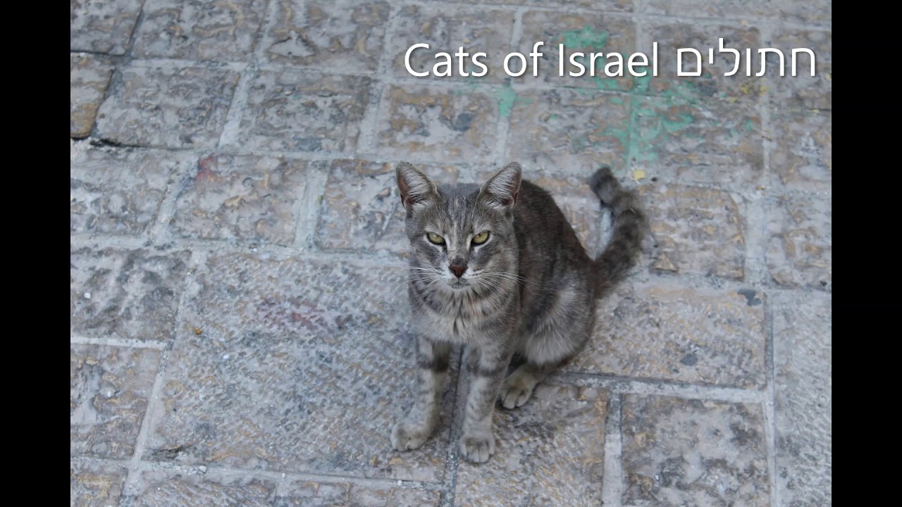 Cats of Israel חתולים - YouTube