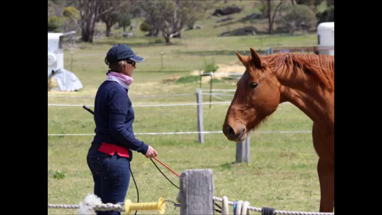Connecting with Horses & Riding with Synchronicity - Sept 2014 4 week ...