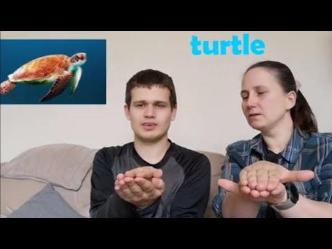 Turtle how to sign - YouTube