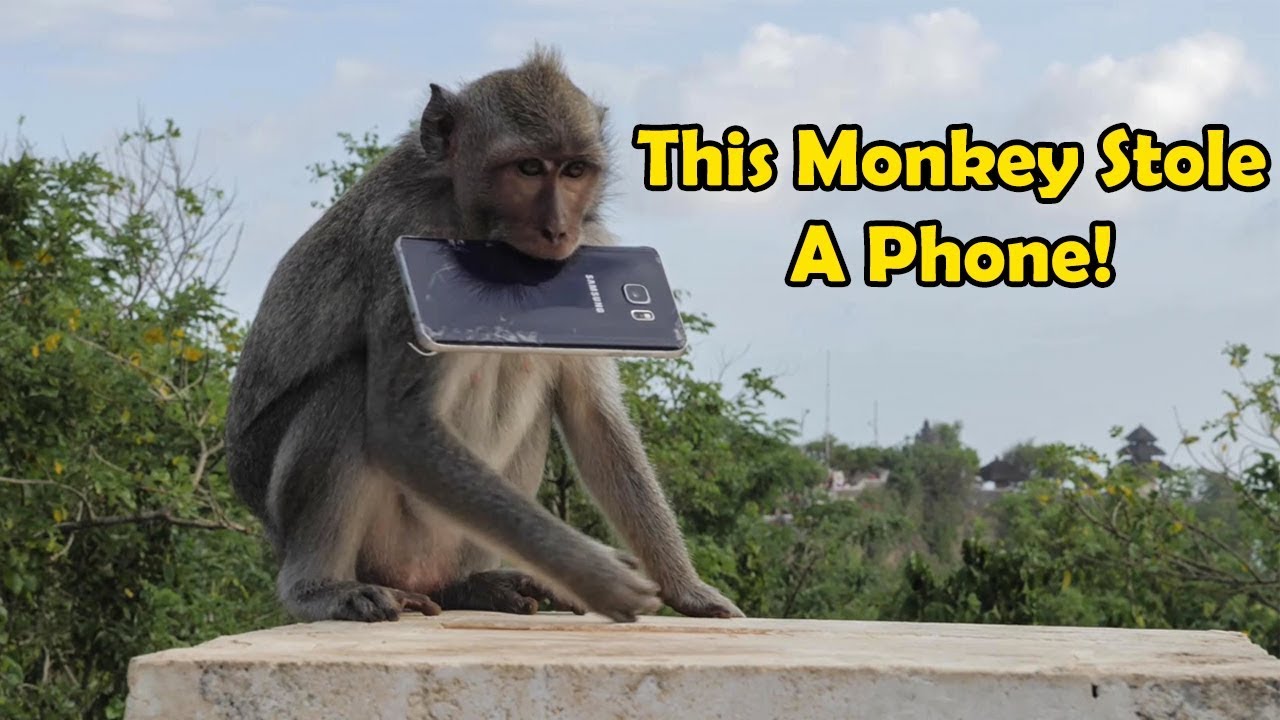 Macaque With Cell Phone