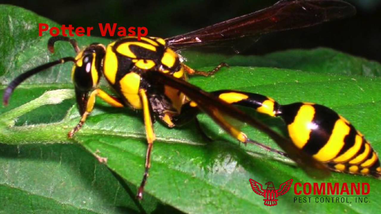 How to Identify Wasps in Florida - YouTube
