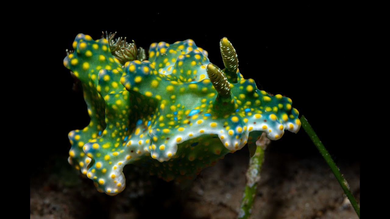 Miamira sinuata HD 1080p - YouTube