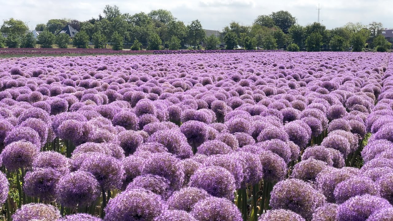 Allium 'Globemaster' field - FarmerGracy.co.uk - YouTube