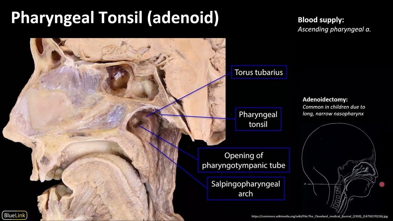 Pharynx Anatomy Cadaver
