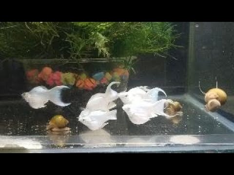 My new Fish called PKBM - YouTube