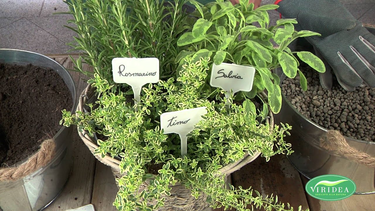 Fragranze in vaso: le migliori piante profumate - YouTube