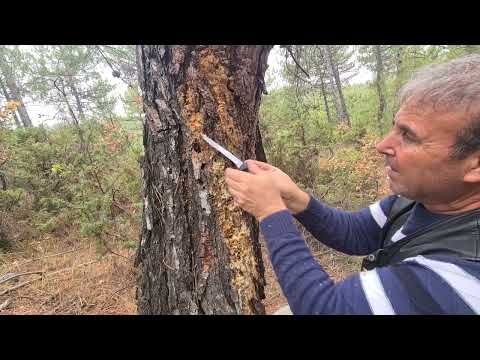 ÇAM SAKIZI TOPLADIK HER DERDE DEVA YAN TESİRİ YOK FAYDASI ÇOK