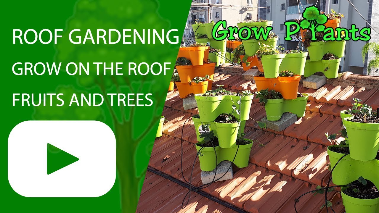 Roof Gardening - Ideas of plant that you can grow on your roof top ...