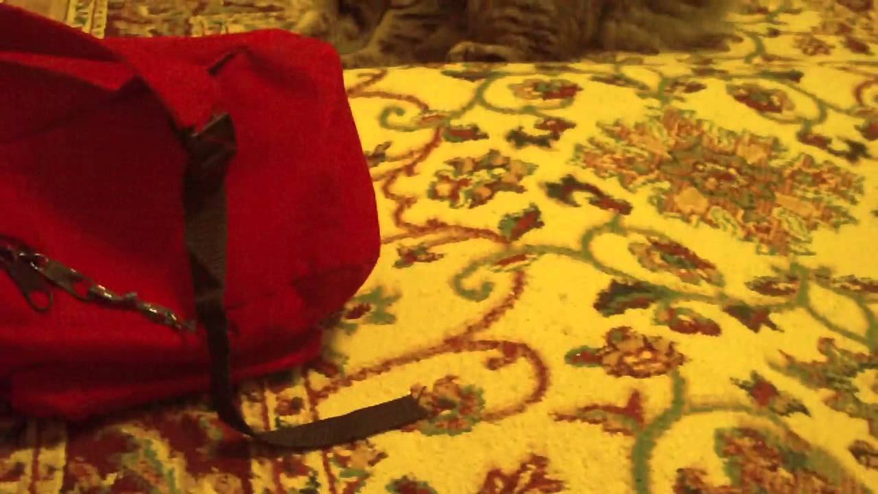 Cat 🐱Playing With The Rug🐱 - YouTube