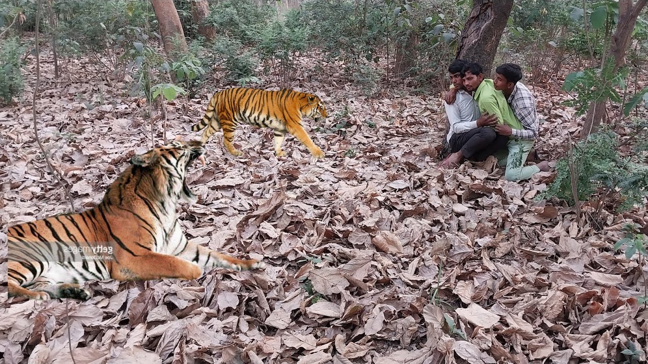 tiger Attack in the forest part 47 - YouTube
