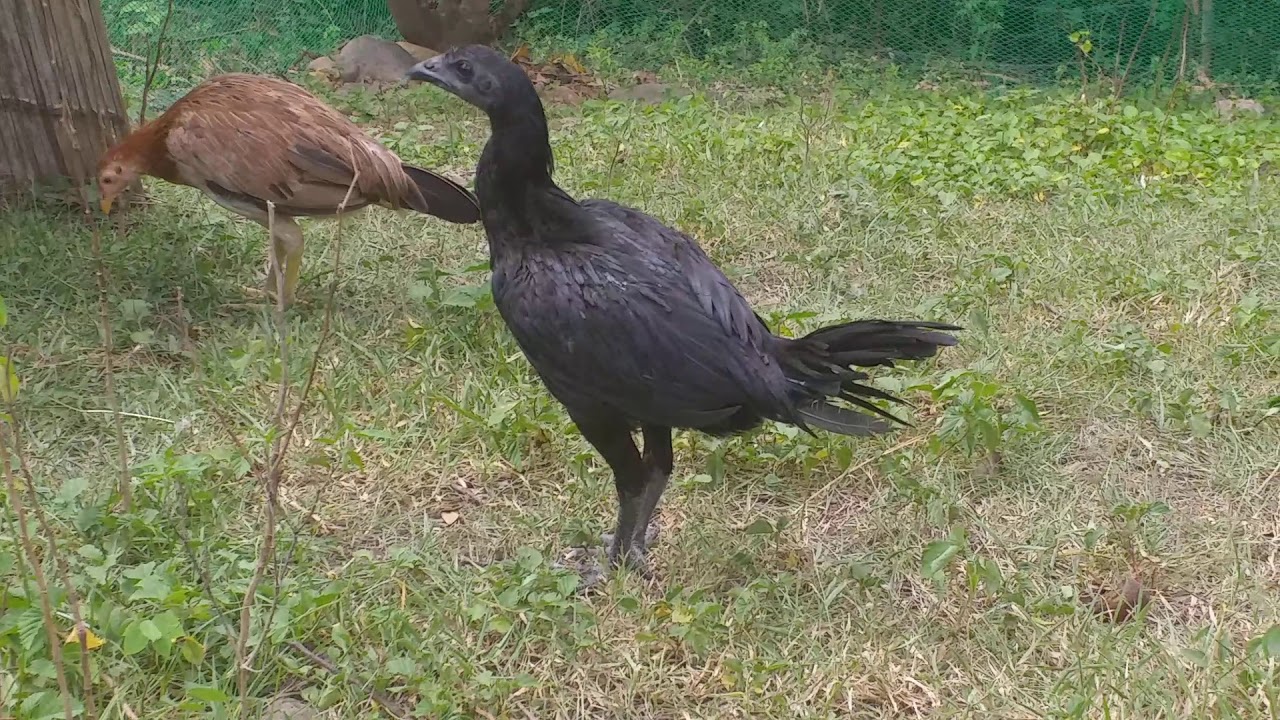 Peruvian Blacknight Blackskin @ 3months Small breed !! - YouTube