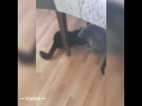 Prikol pisikler😂😂