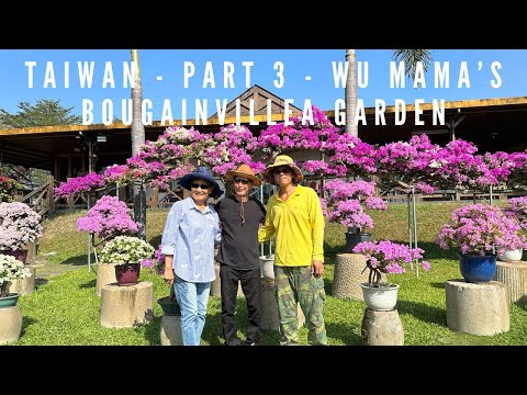 Taiwan - Wu Mama's Bougainvillea Garden - Part 3