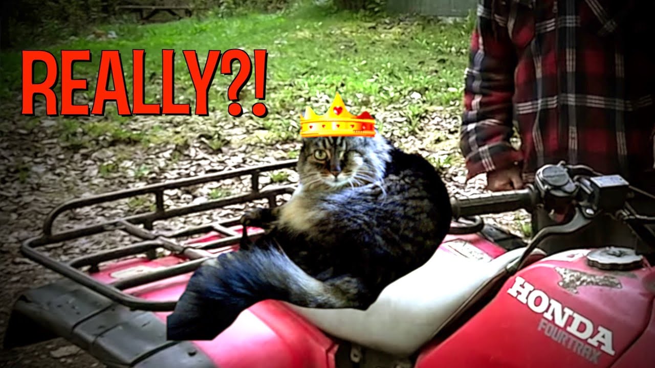 Back to Alaska Episode #18 How to Safely Transport a Cat on an ATV in ...