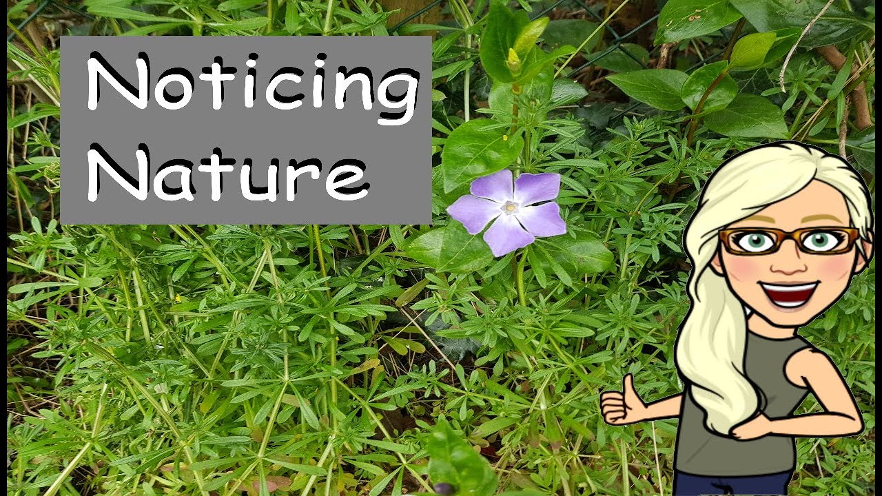 Noticing Nature! - YouTube