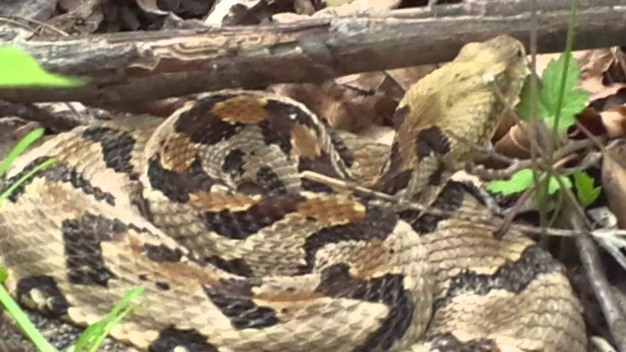Watch Out For Snakes When Mushroom Hunting! || ViralHog - YouTube