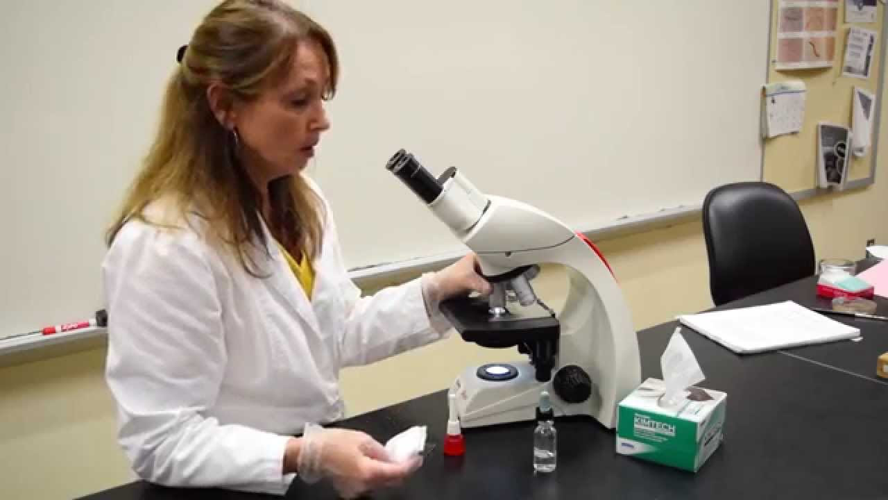 MRSA Under Microscope: Identifying the Superbug (Visual Guide ...