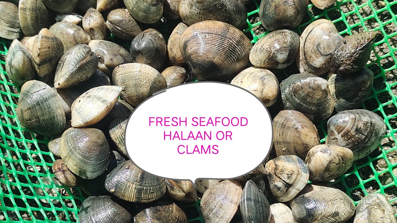 GUYS MANGOHA TAU NANG FRESH SEAFOOD HALAAN OR CLAMS - YouTube