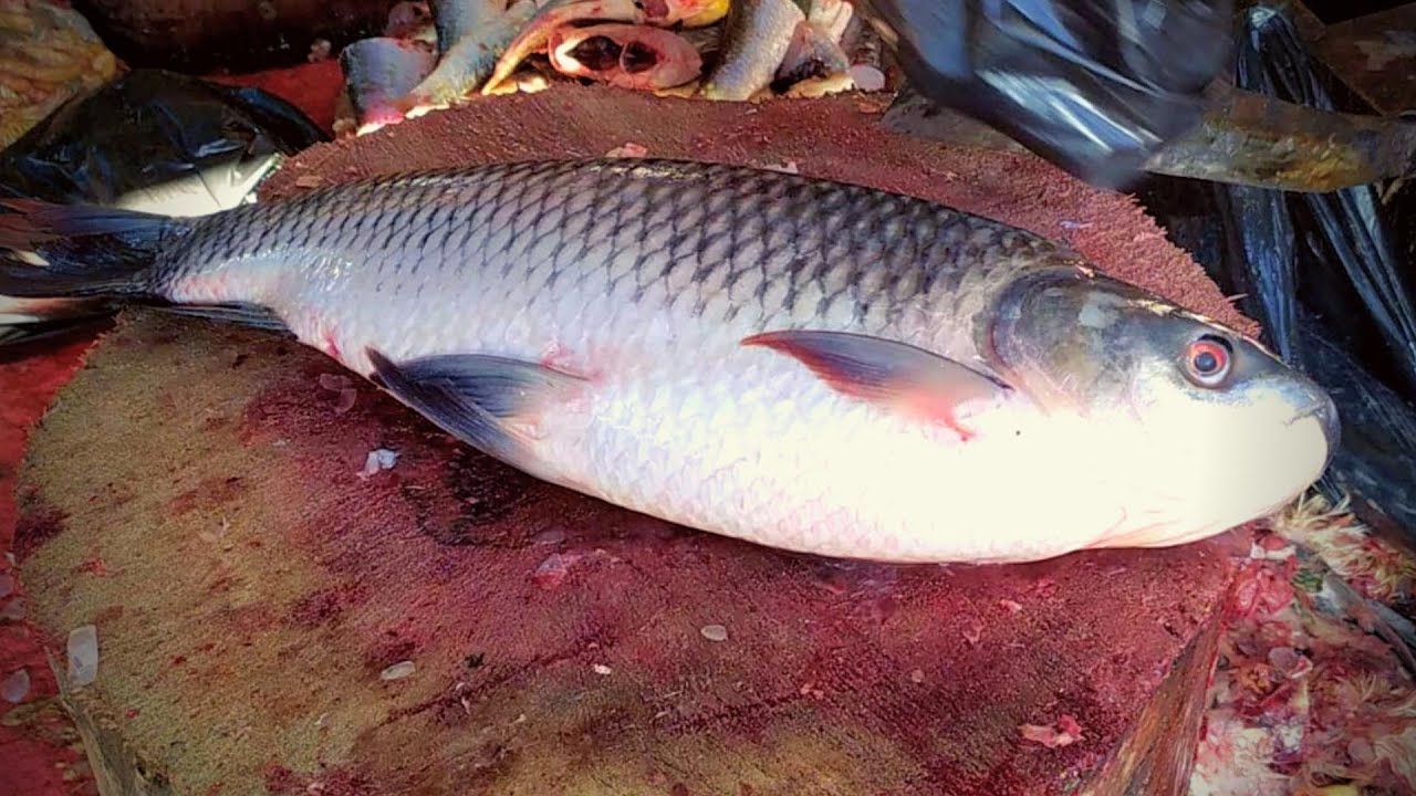 Astonishing Big Rohu Fish Fillet In Fish Market | Fish Cleaning ...