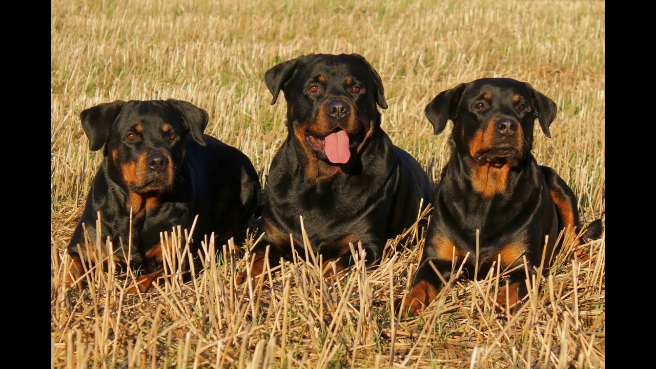 Real Rottweiler Barking Sound | Sonido de Ladridos de Rottweiler Real ...