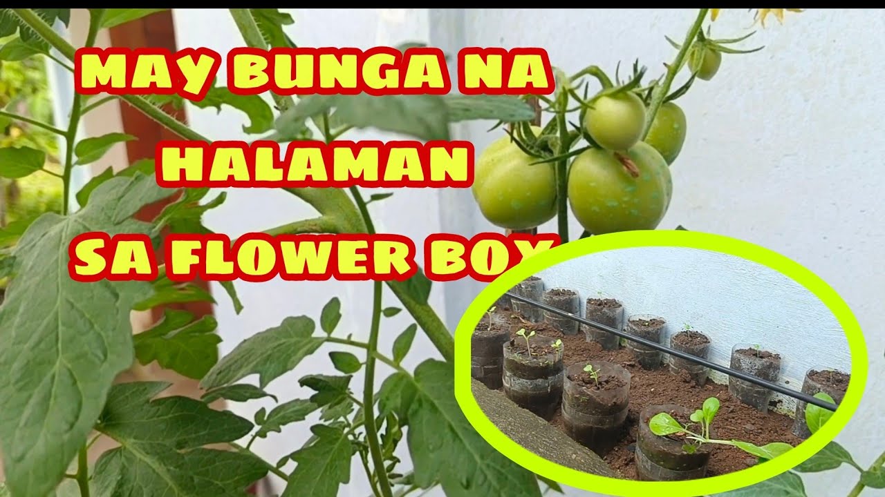HOW TO HAVE FREE VEGETABLE AT HOME? / VAL SANTOS MATUBANG/ kalingap rab ...
