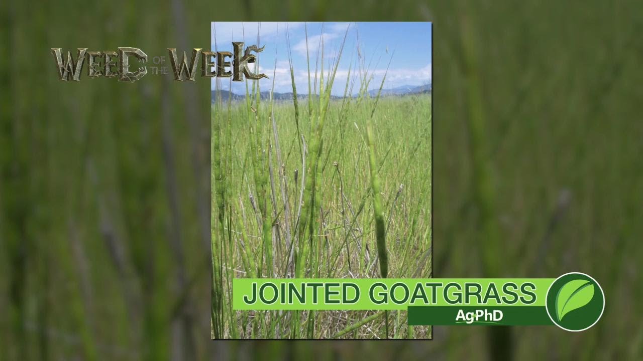 Weed of the Week #1066 Jointed Goatgrass (Air Date 9-9-18) - YouTube