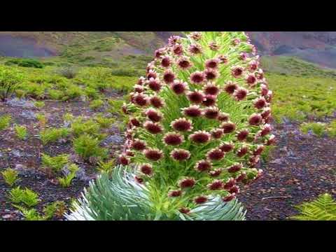 Flowers never seen before! (HD1080p)