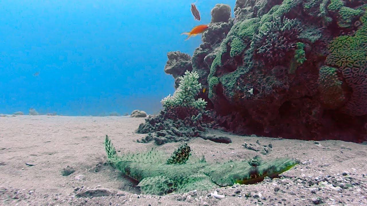 Longsnout Flathead - Red Sea - YouTube