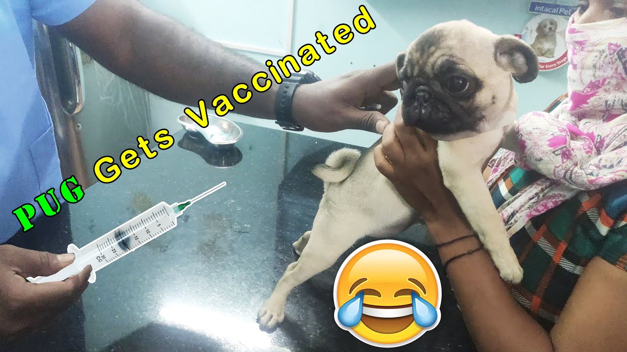 Pug's Craziest Reaction During Vaccination 😂😂 | The Life of Pug & Kanni ...