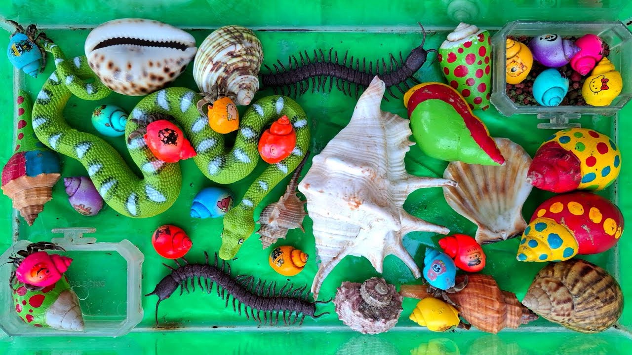 Wow Amazing!! Catching Invertebrates Animals, Colorfull Hermit Crabs ...