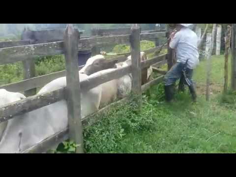 Marcando el ganado en La finca Cortaderal de Ituango julio 11 año 2016 ...