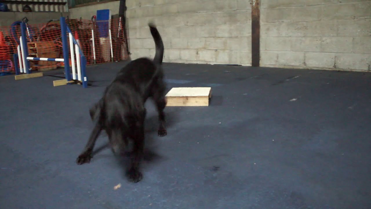 Bumble Back Foot Work - YouTube