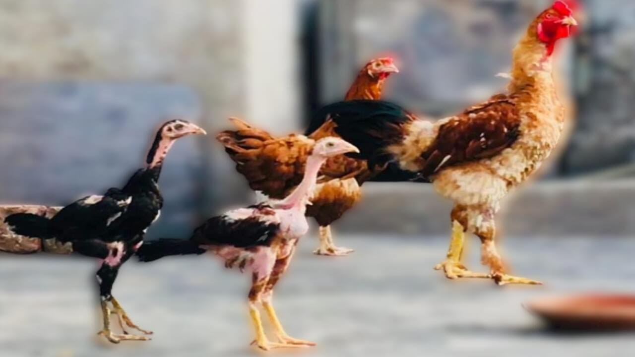 Aseel chicks with heavy golden buff cross hen || golden rooster - YouTube