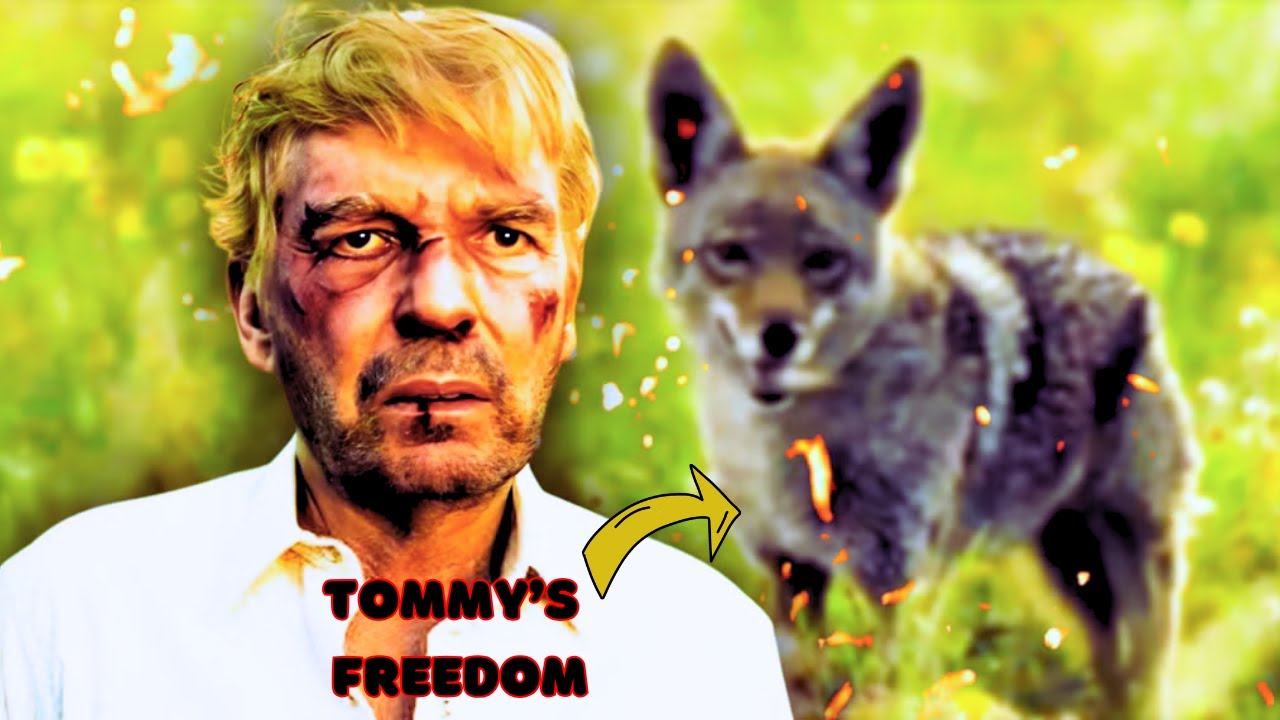 THE SECOND 2 COYOTE NOT BEING KILLED MAY OFFER HOPE FOR TOMMY IN ...