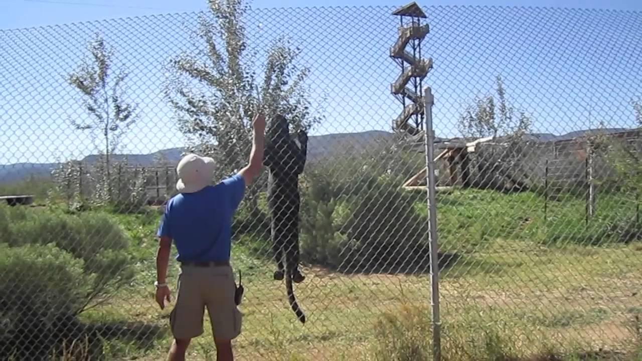 Enok black leopard jumps fence for food - YouTube