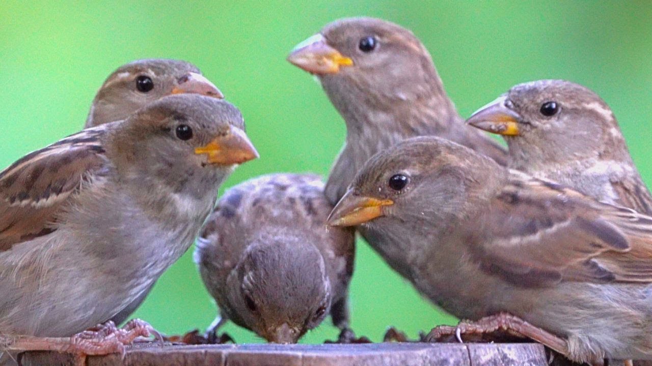 Dear Sparrows - Part 3 - Our Feeding Site is at Peril [4K] - YouTube