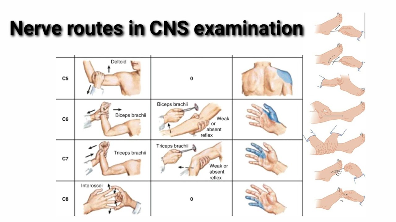 Nerve route in CNS Examination-Medicine practical exam | #mbbs #medicos ...