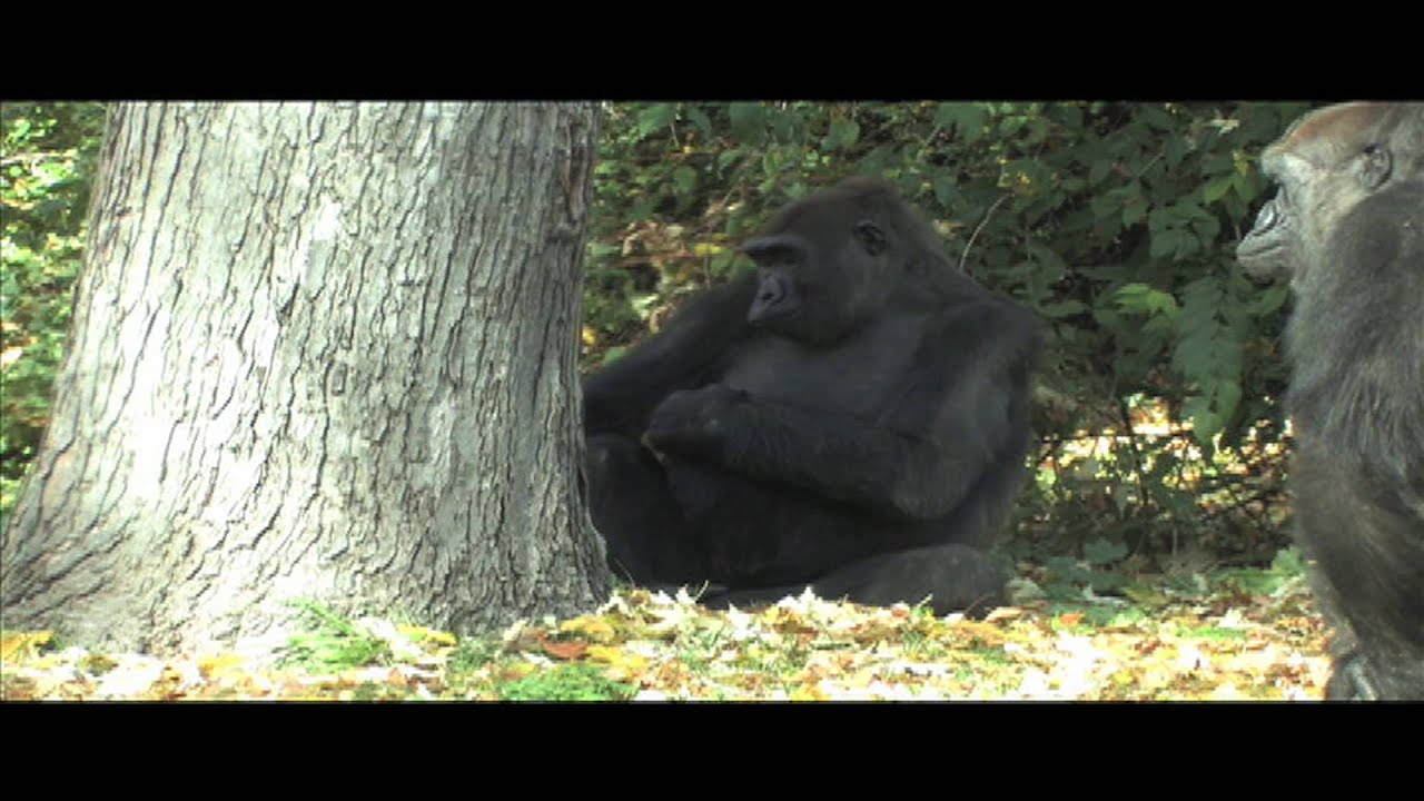 Denver Zoo celebrates homecoming of Tinga the gorilla - YouTube