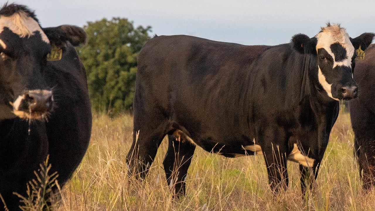 2025 BWF Bred Heifers, Spring Calvers - YouTube