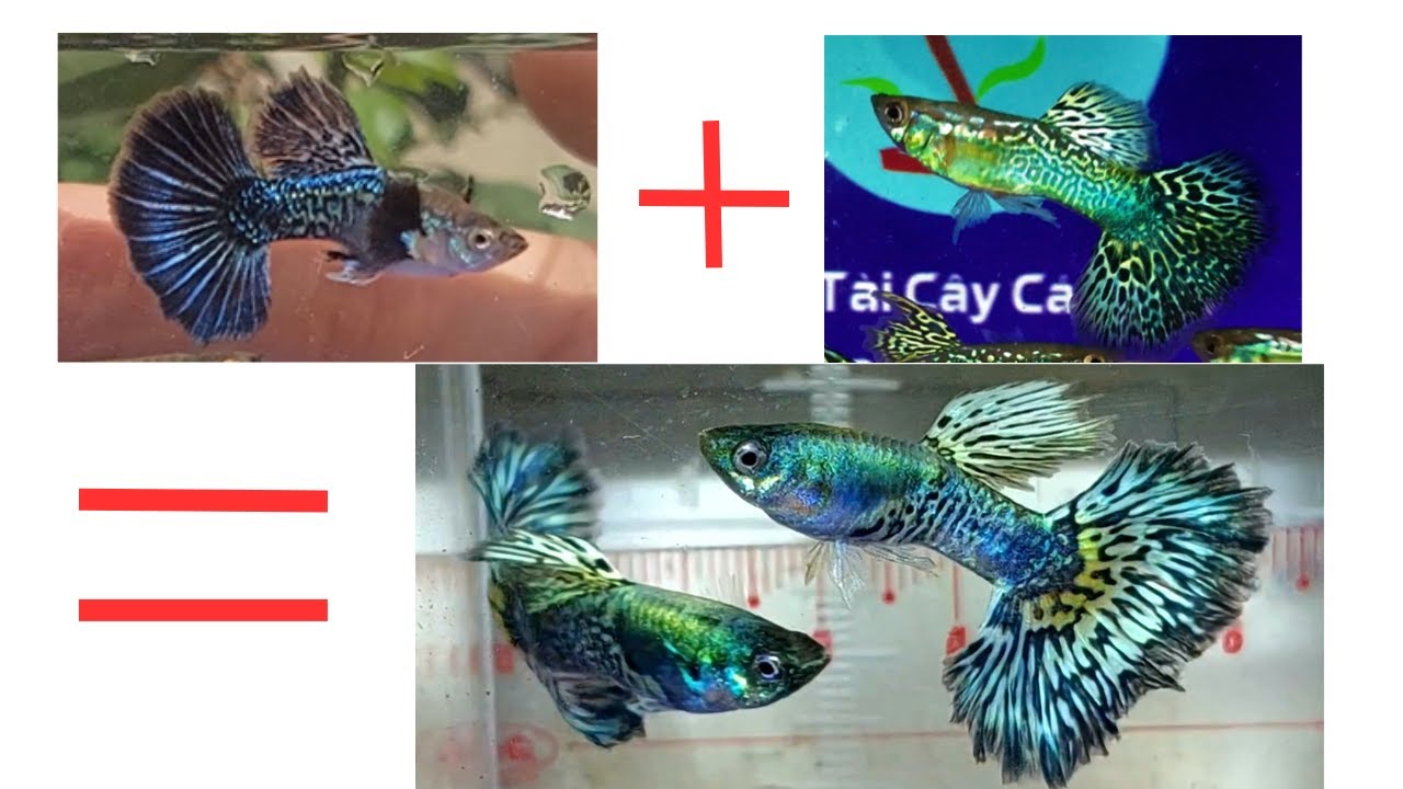 Guppy || Lai tạo cá bảy màu - Galaxy jade green -Tài Cây Cá Cảnh #25 ...