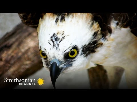 How Wildlife Specialists Keep Owls Away from the Runway 🦉 Ice Airport Alaska | Smithsonian Channel