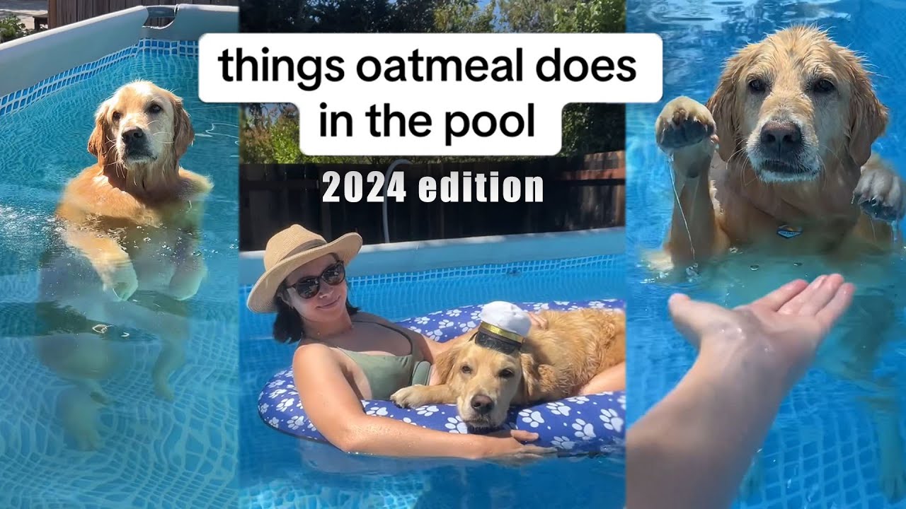 2024 Best Dog Swimming Shorts | Adria & Oatmeal - YouTube