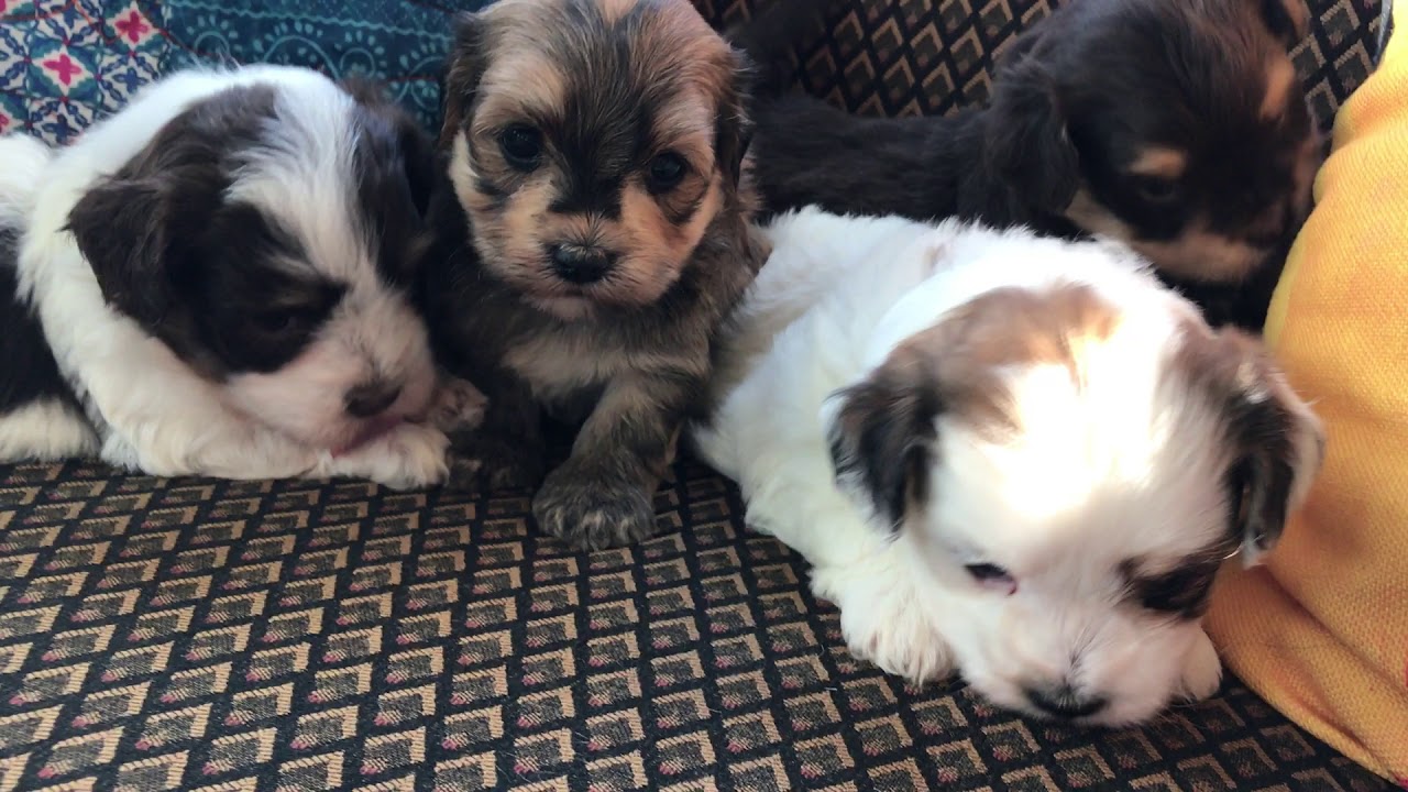 Heavenly Havanese™️ Lydia 2017 summer litter - YouTube