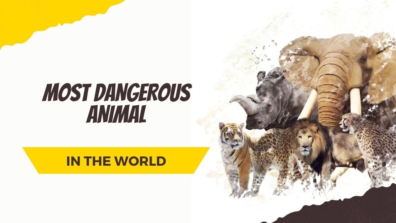 Top 10 Most Dangerous Animals in the World | Nature's Deadliest ...