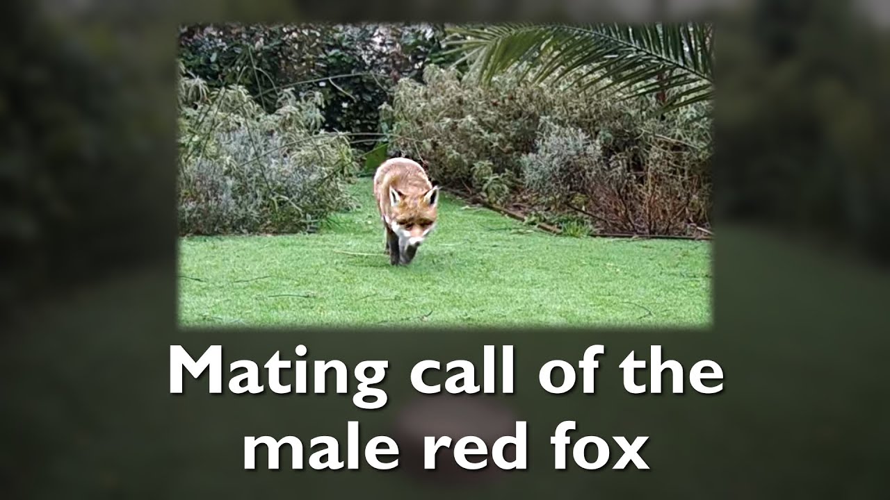 Mating call of the male red fox - YouTube