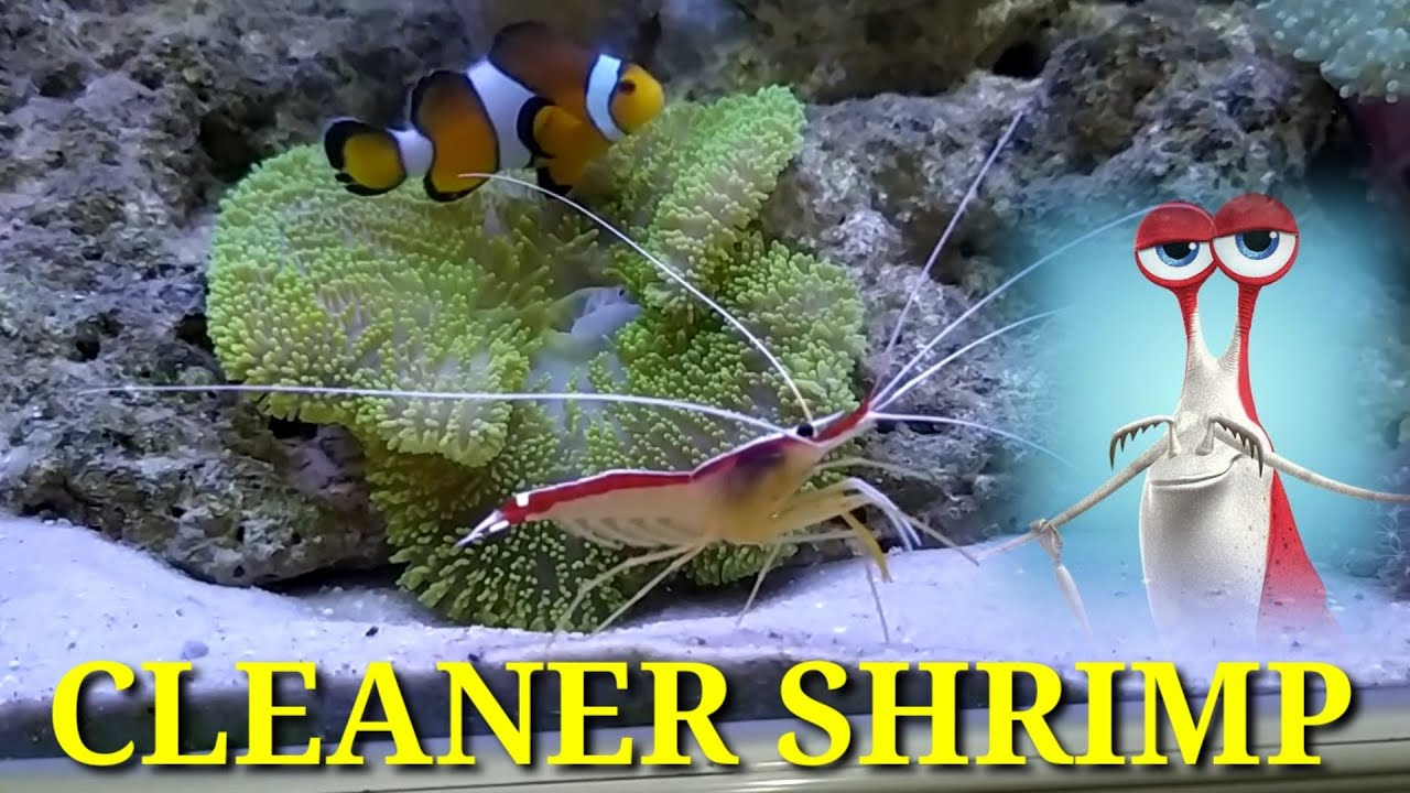 WELCOME TO THE TANK . . . JACQUES * THE CLEANER SHRIMP * - YouTube