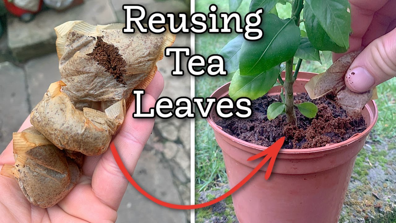 How Reusing Tea Leaves Can Help Improve Your Garden Plants - YouTube