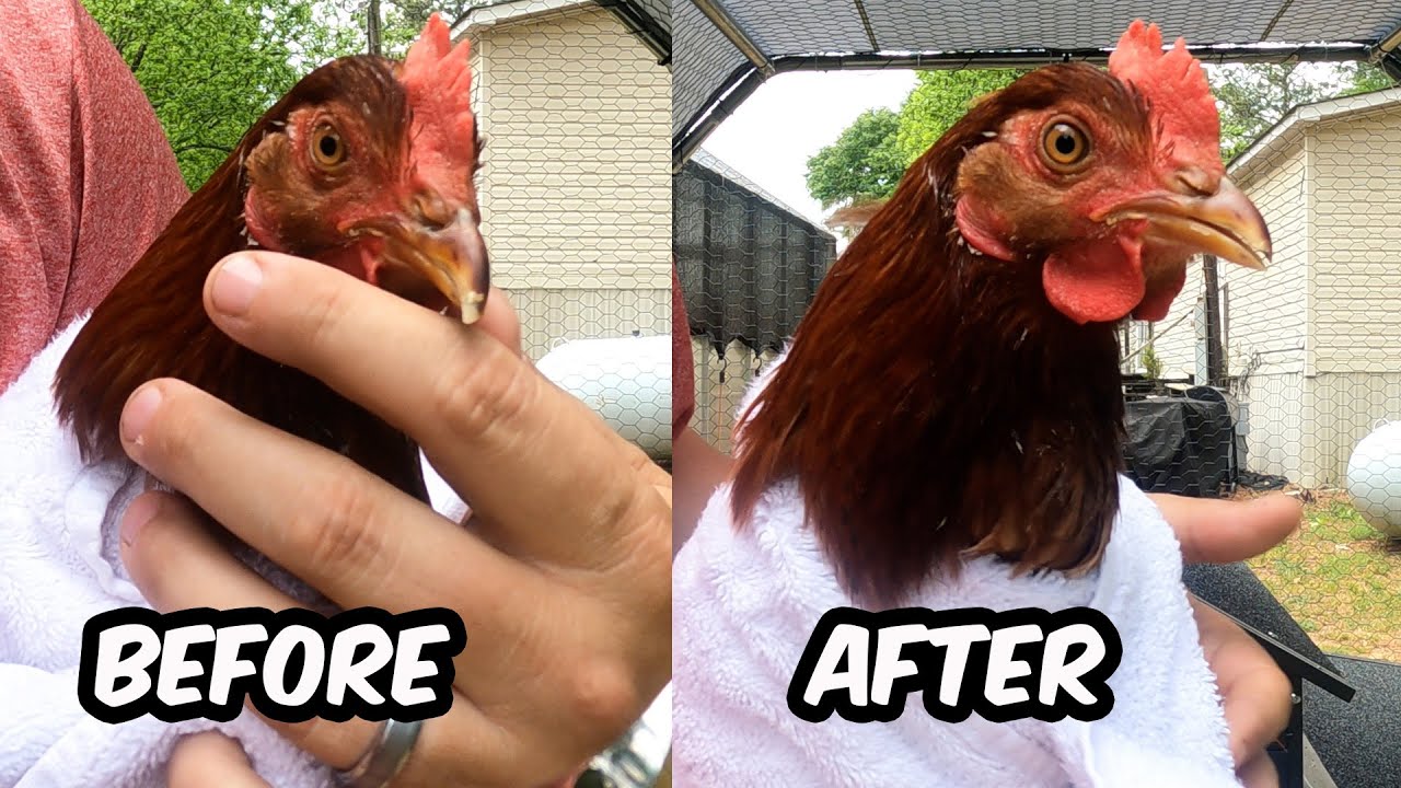 How To Trim A Chicken Beak That Is Causing Eating And Drinking Problems YouTube How To Trim A Chicken Beak That Is Causing Eating And Drinking Problems YouTube