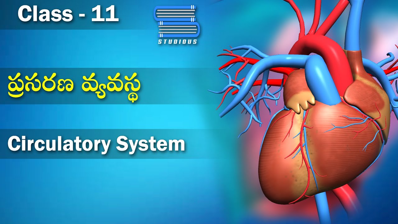 ప్రసరణ వ్యవస్థ - Circulatory Pathways | Body fluids and circulation ...