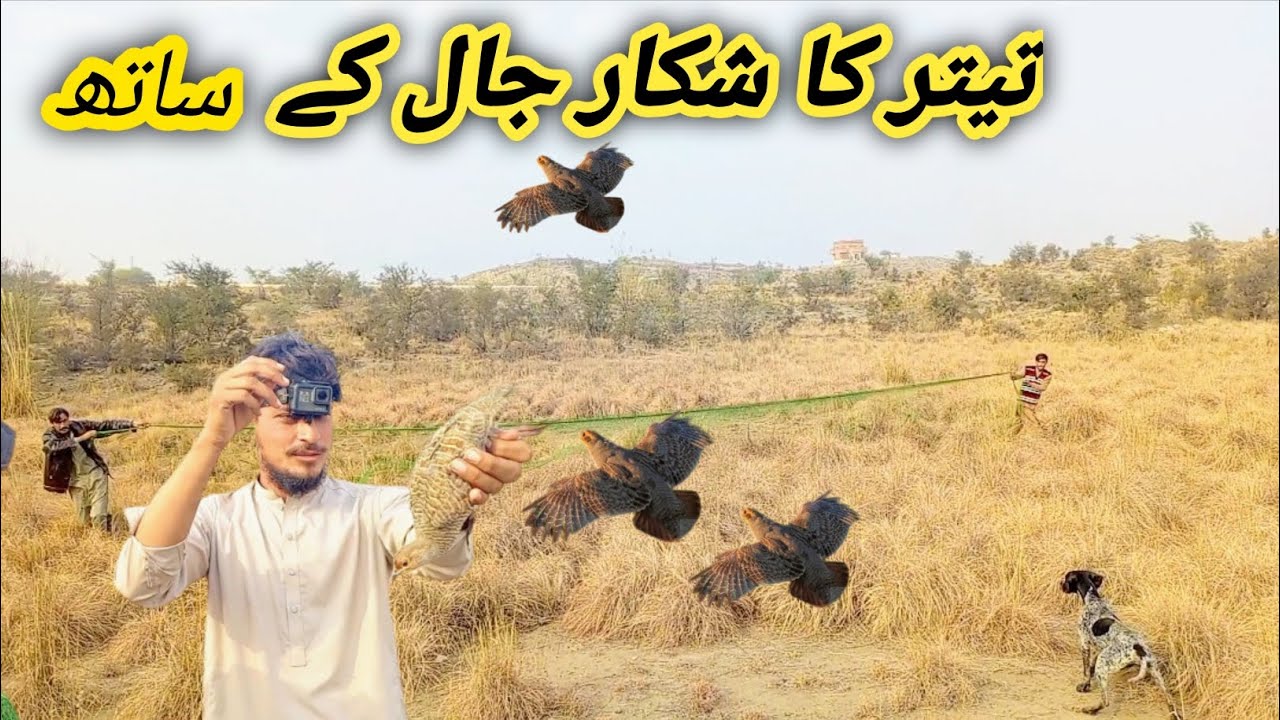 Teeter ka shikaar jaal k sath | gray partridge Hunting and traping ...